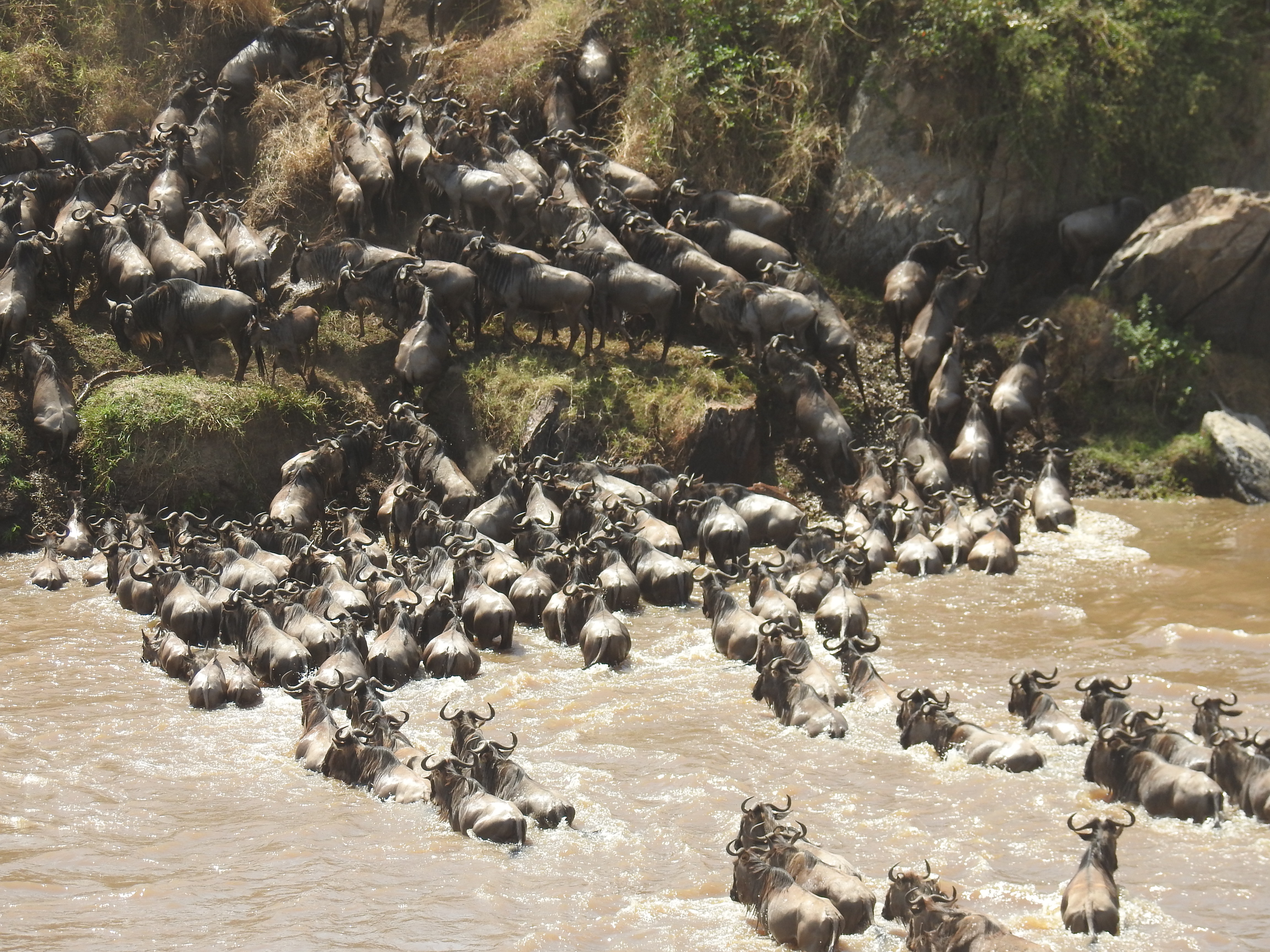 The Spare Parts Animal